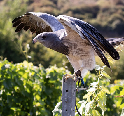 VinAvisen – Nyheder om vin på dansk